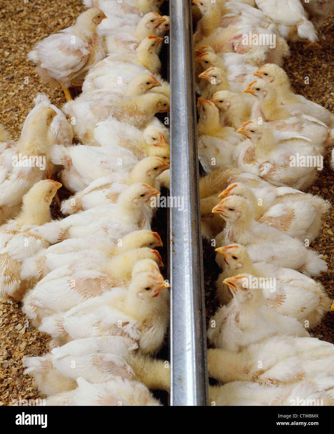 HUBBARD CROSS BROILERS, 3 WEEK Stock Photo - Alamy