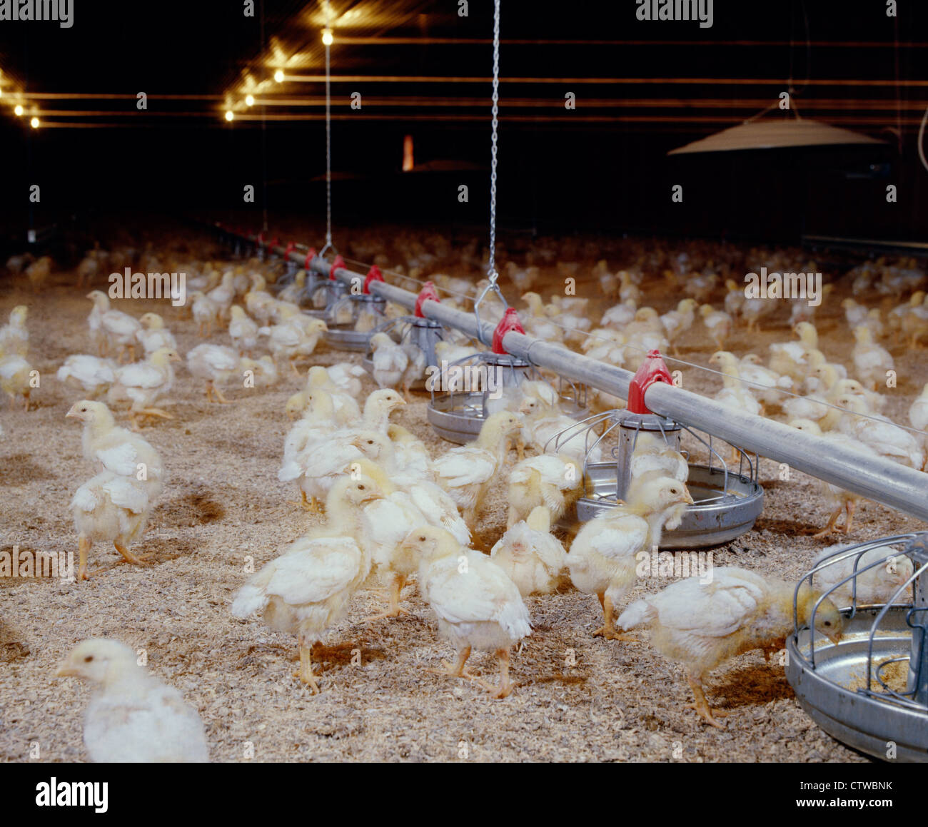 2 WEEK OLD BROILER CHICKS / PENNSYLVANIA Stock Photo - Alamy