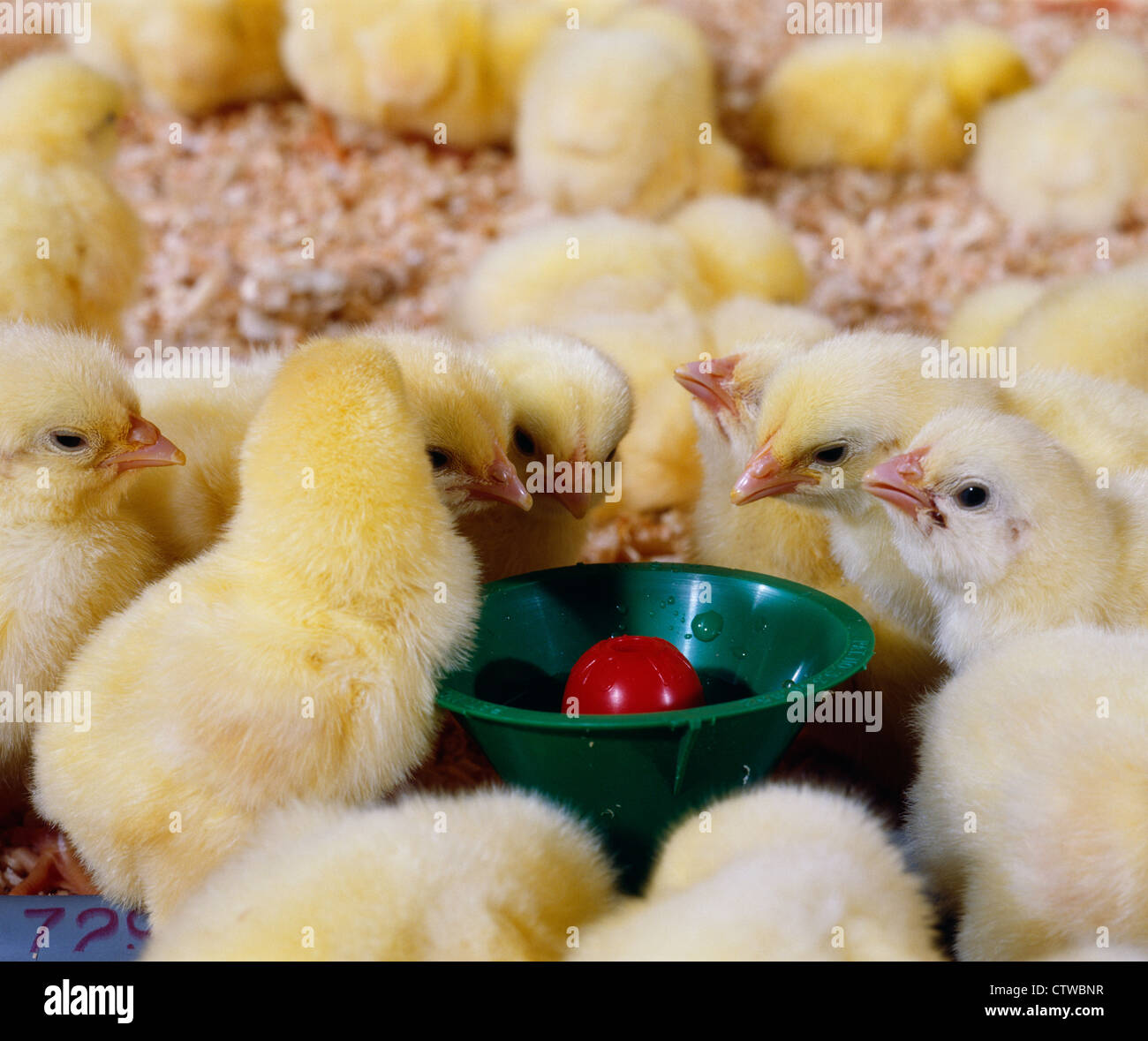 HUBBARD CROSS BROILERS, 2 DAY OLD Stock Photo - Alamy