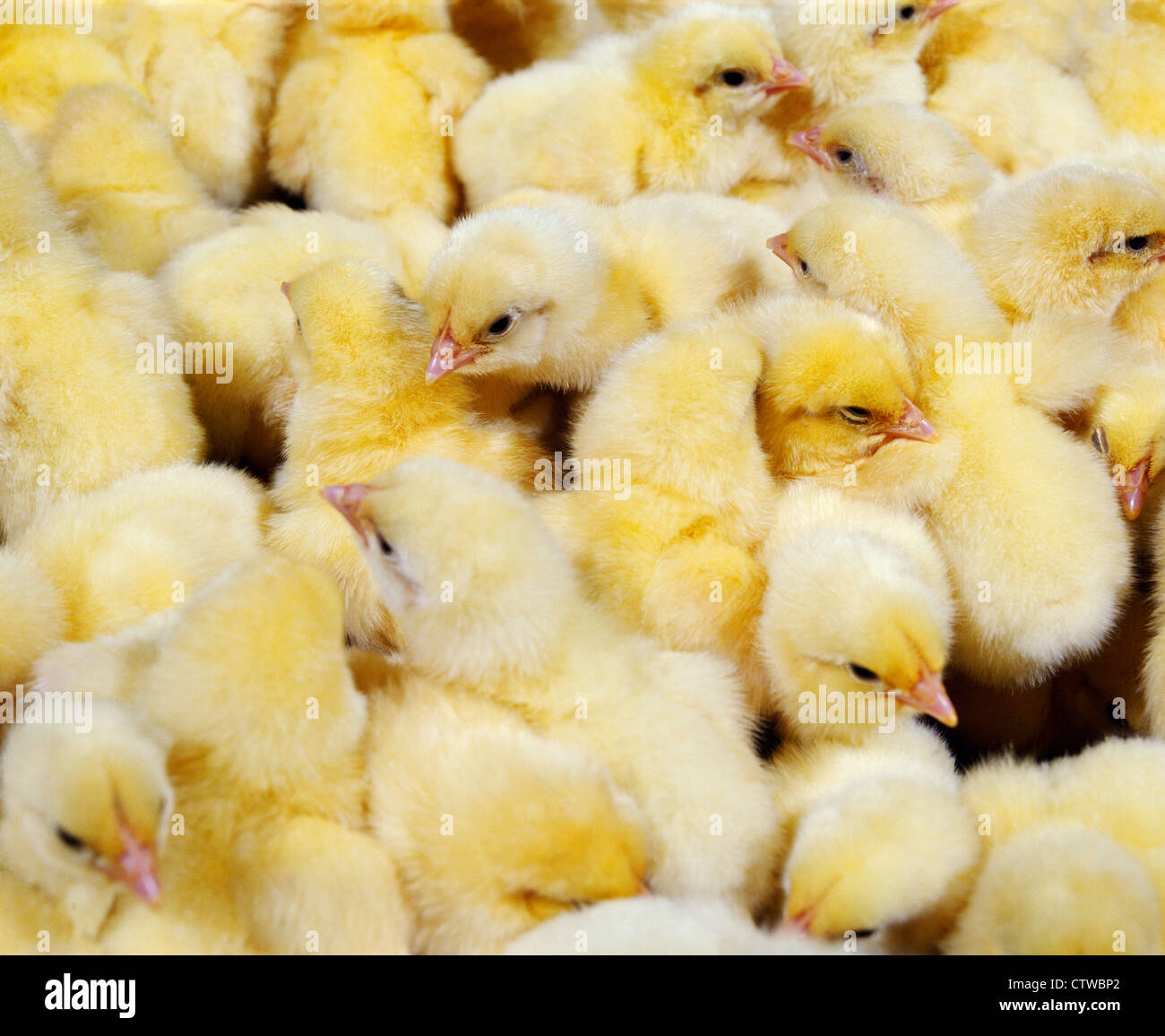Broiler chicks hi-res stock photography and images - Alamy