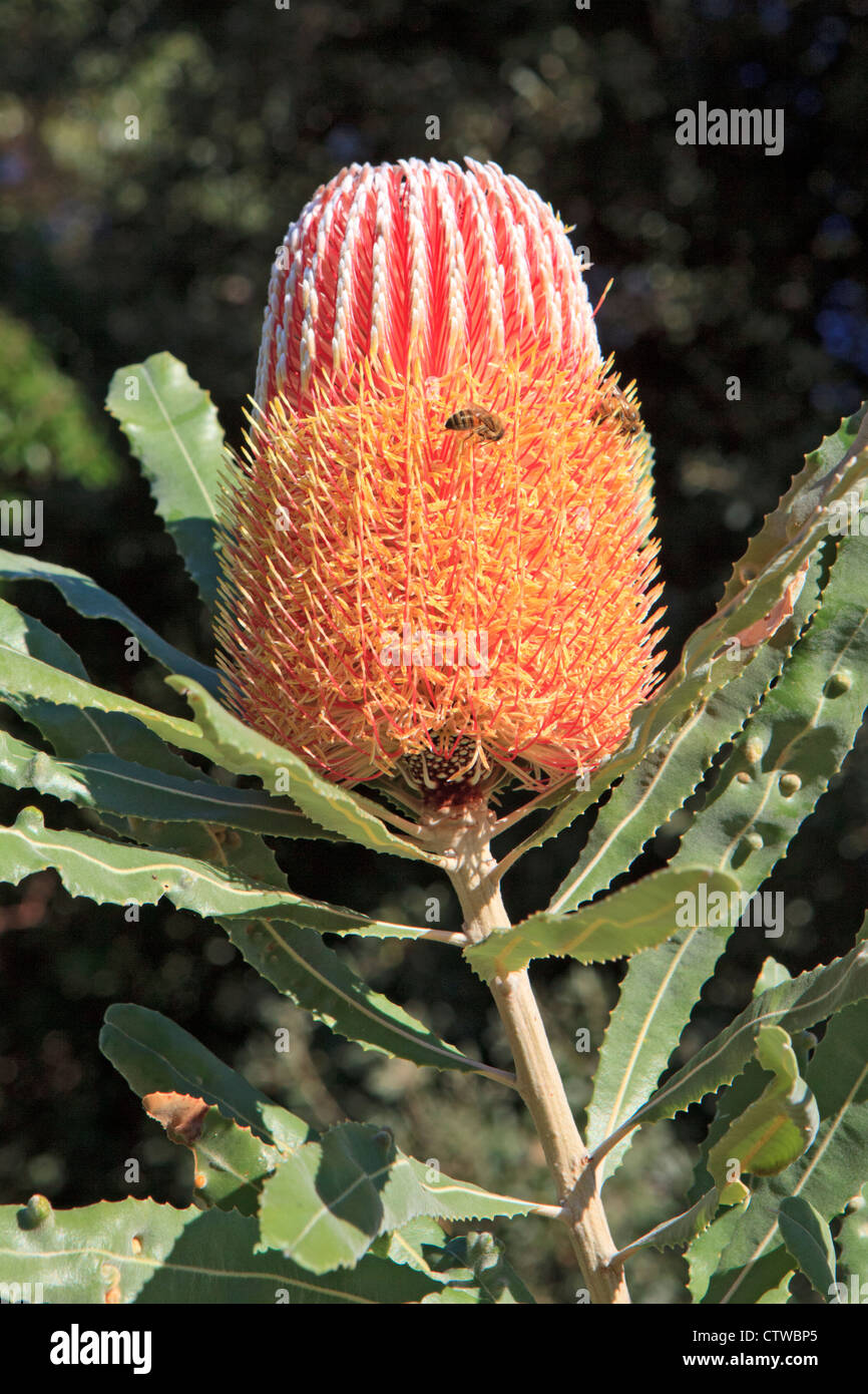 Honeybees on a Firewood Banksia (Banksia menziesii) flower Stock Photo ...