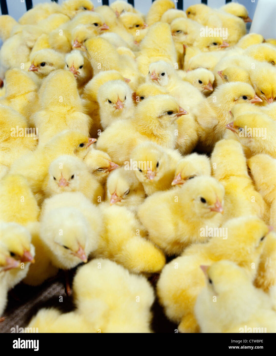 Tiny broiler chickens hi-res stock photography and images - Alamy