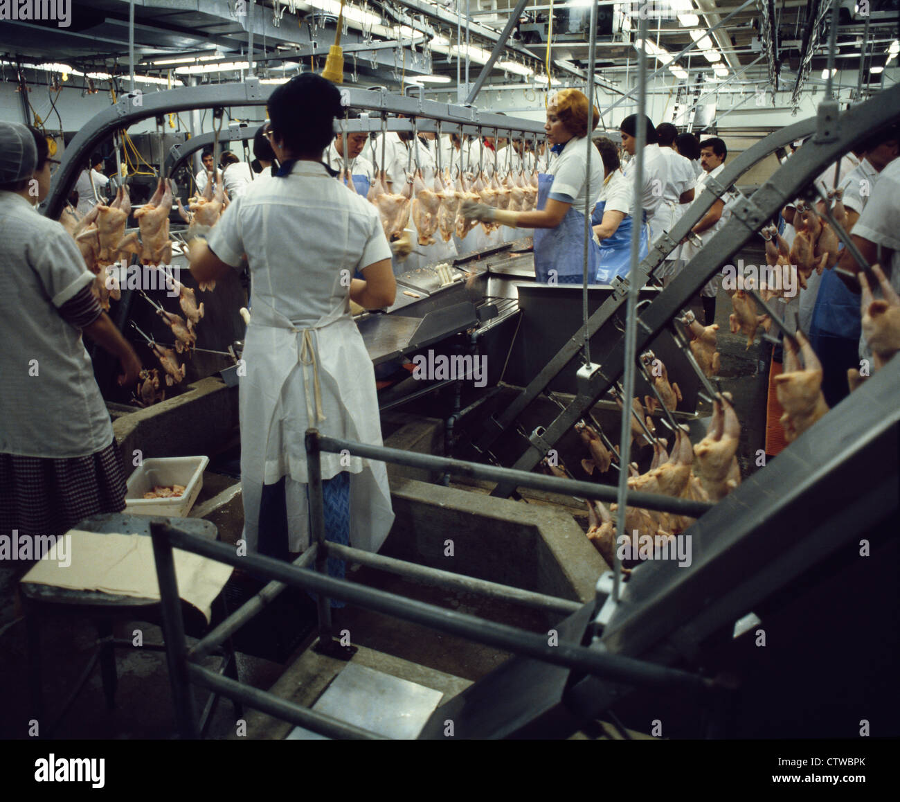 Poultry processing plant hi-res stock photography and images - Alamy