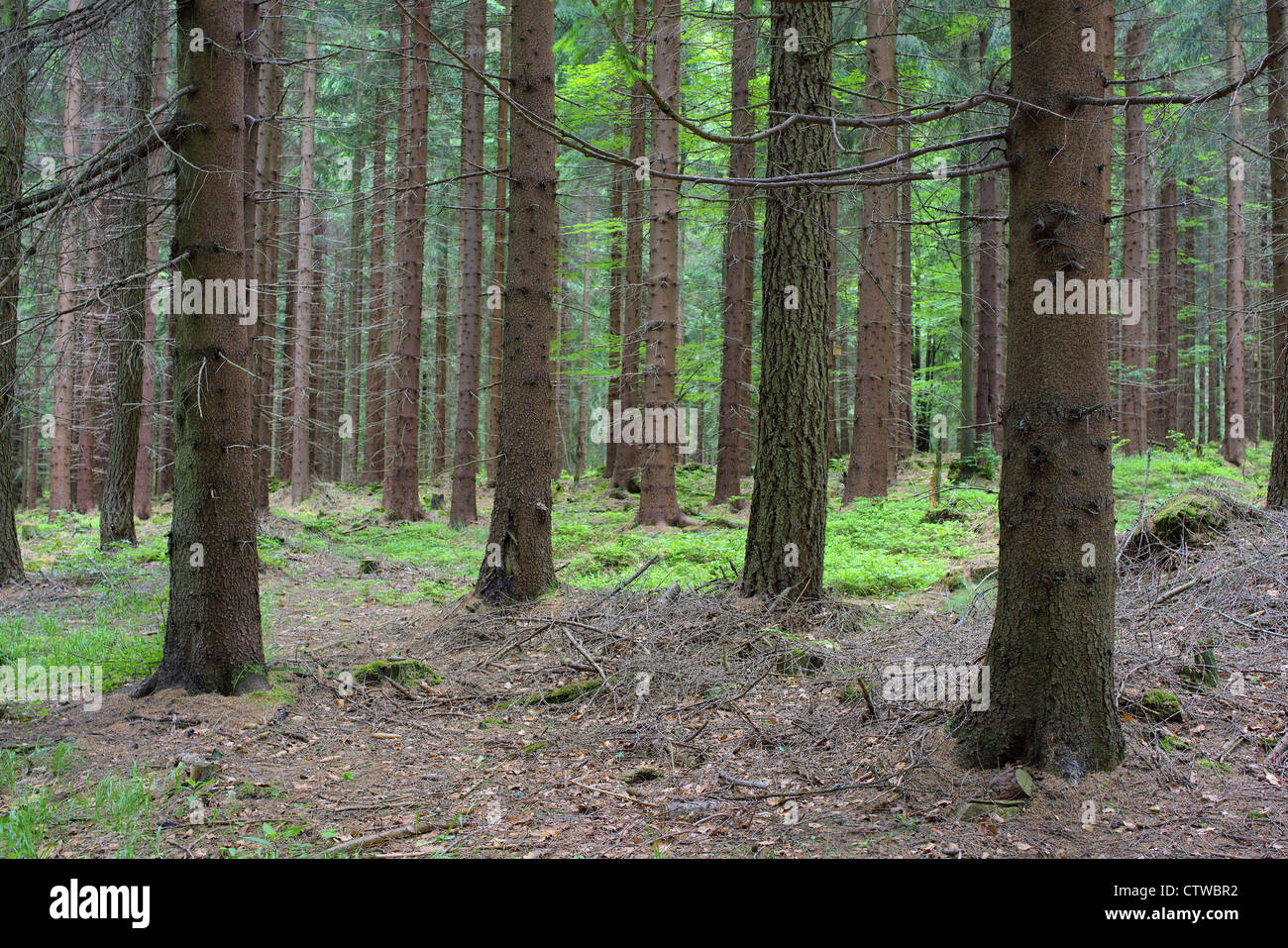 Spruce tree trees forest in the spring Kotlina Klodzka Poland Stock ...