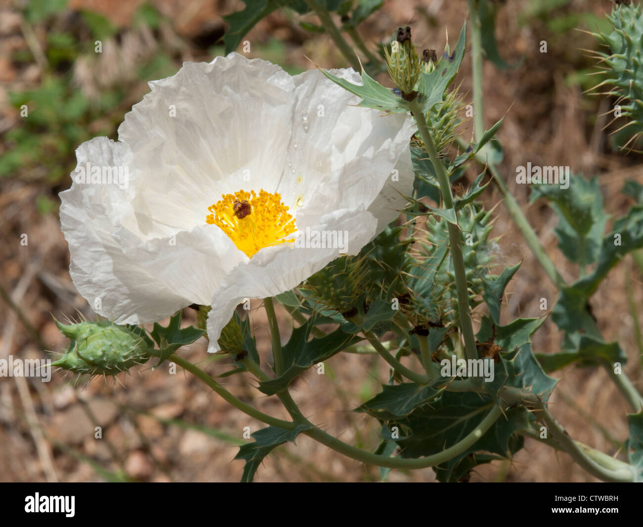 Prickly Poppy (Argemone polyanthemos), a common roadside sight on ...