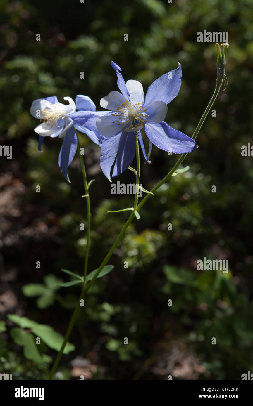 Columbine aquilegia caerulea hi-res stock photography and images - Alamy