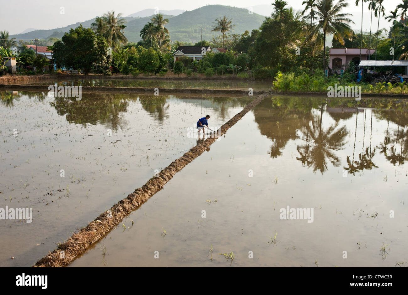 Rice farming in vietnam hi-res stock photography and images - Alamy