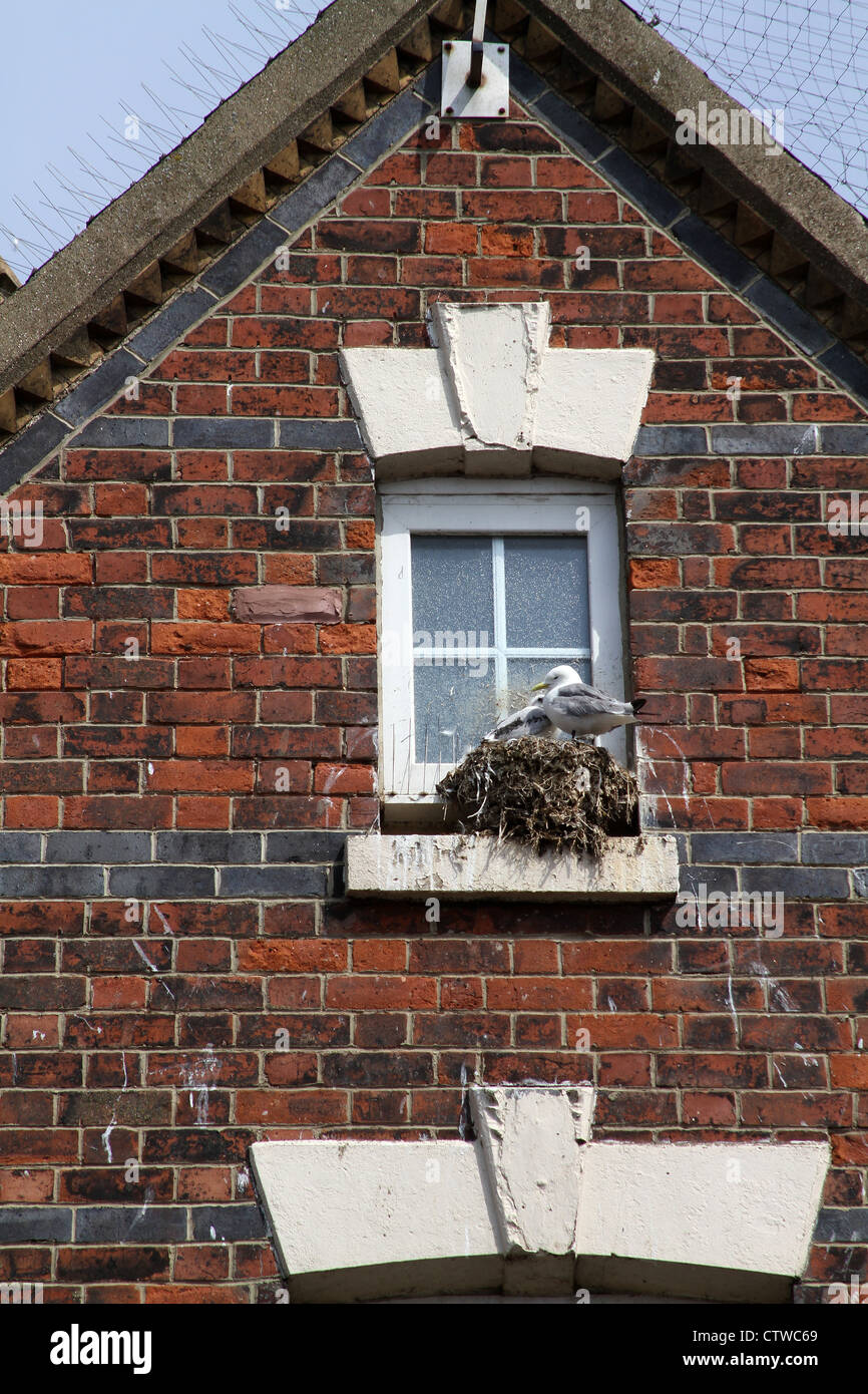 Seagulls nesting on window ledge Stock Photo - Alamy