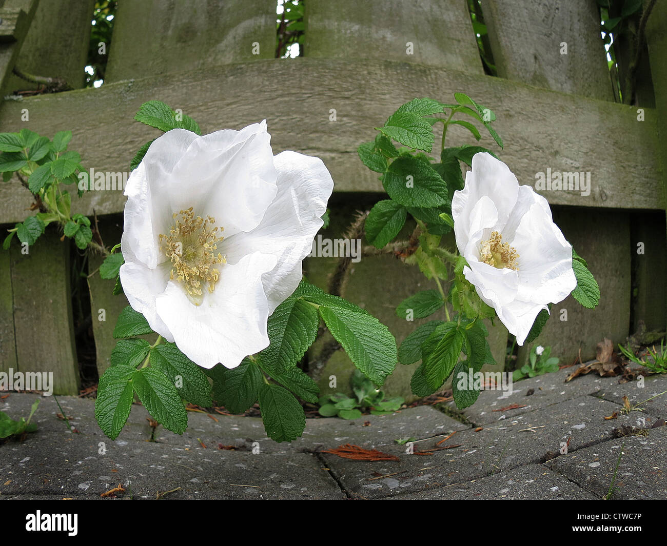 Wild roses with wide angle Stock Photo - Alamy