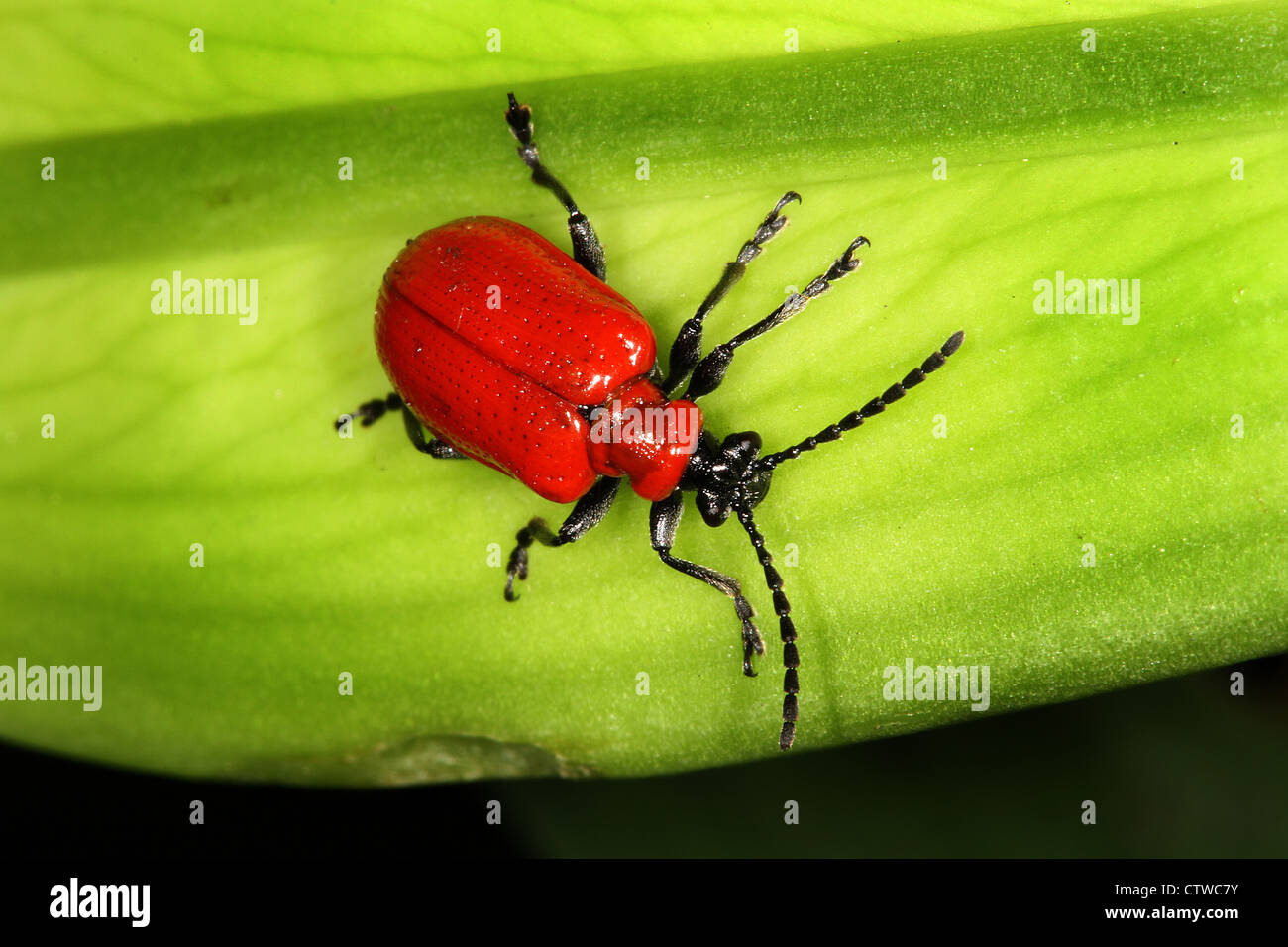 Lilly beetle hi-res stock photography and images - Alamy