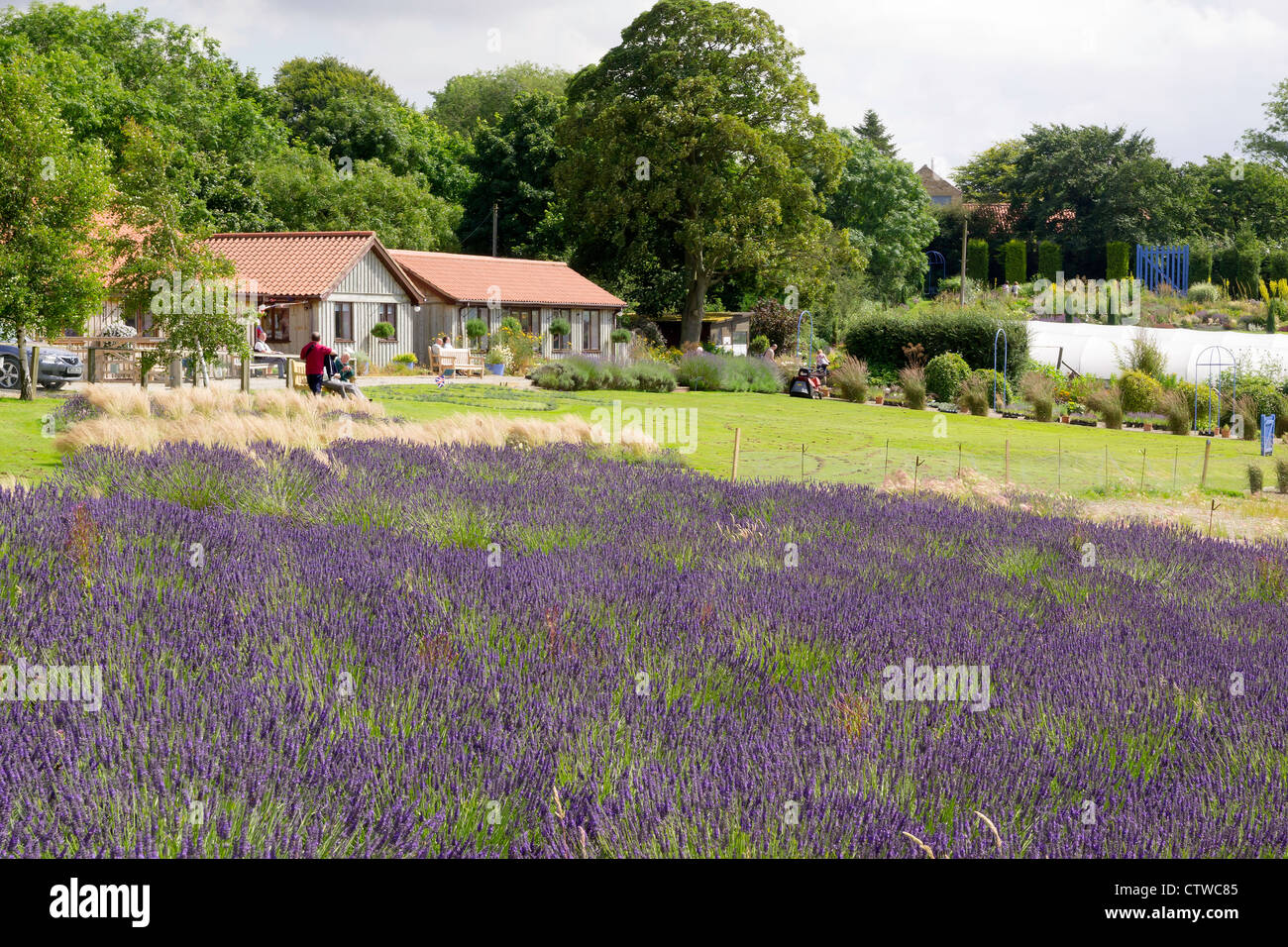Yorkshire lavender, terrington hi-res stock photography and images - Alamy