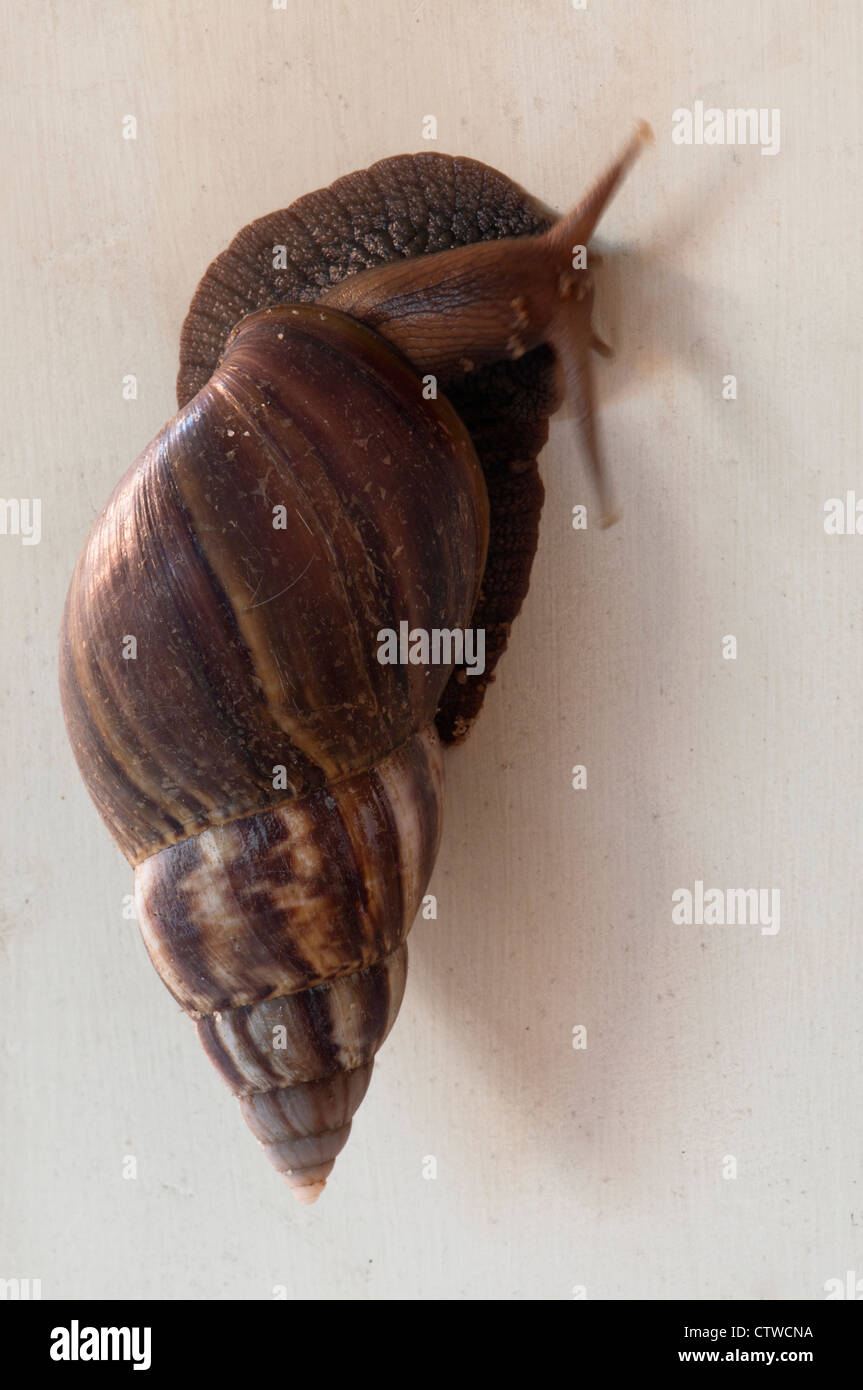 Giant african land snail hi-res stock photography and images - Alamy