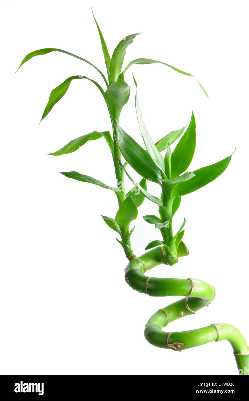 Isolated bamboo with white background Stock Photo - Alamy