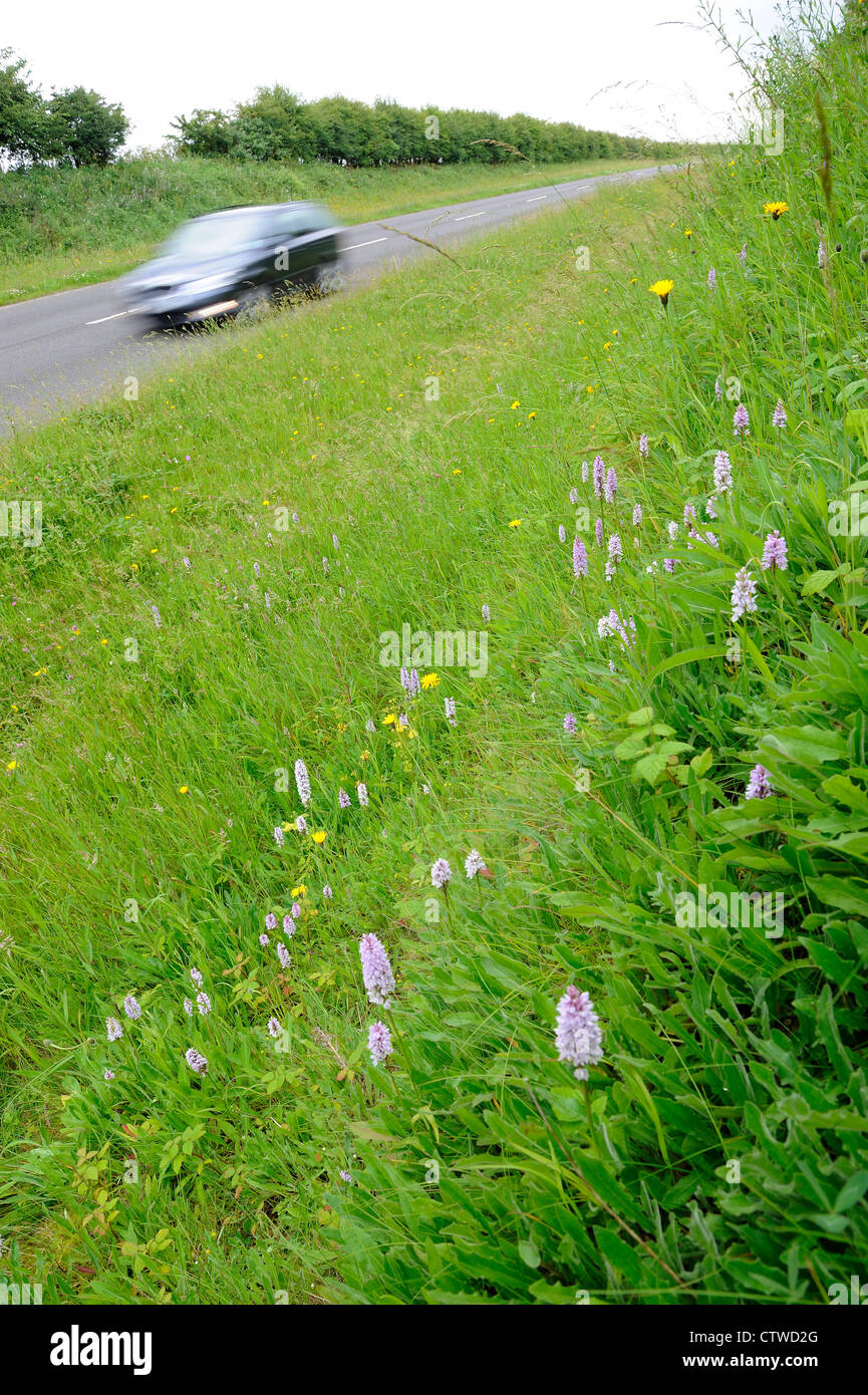 roadside nature reserve, Norfolk, England Stock Photo - Alamy