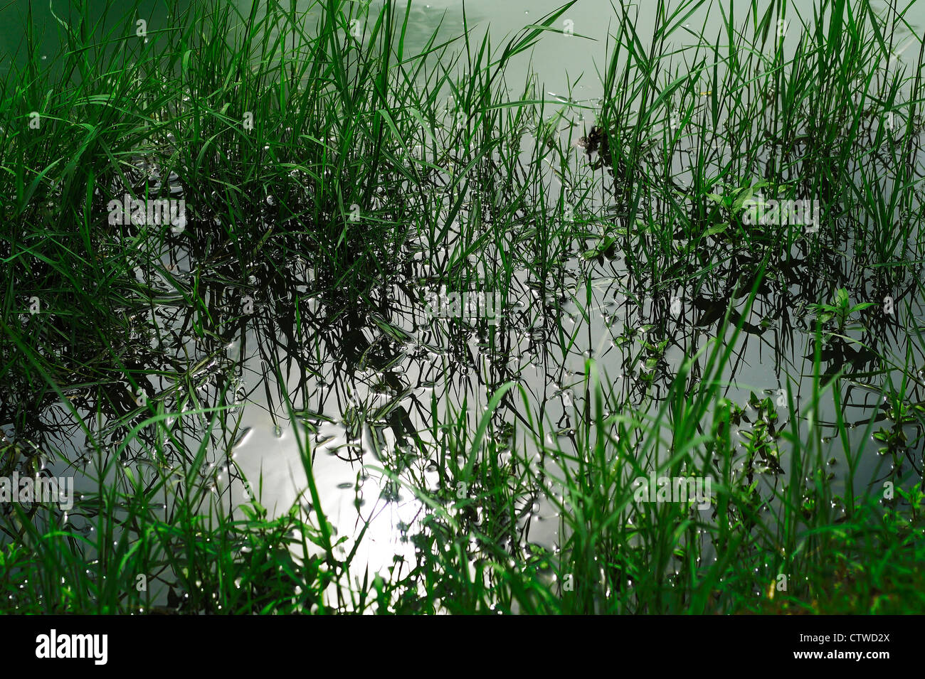 Grass in the water Stock Photo - Alamy