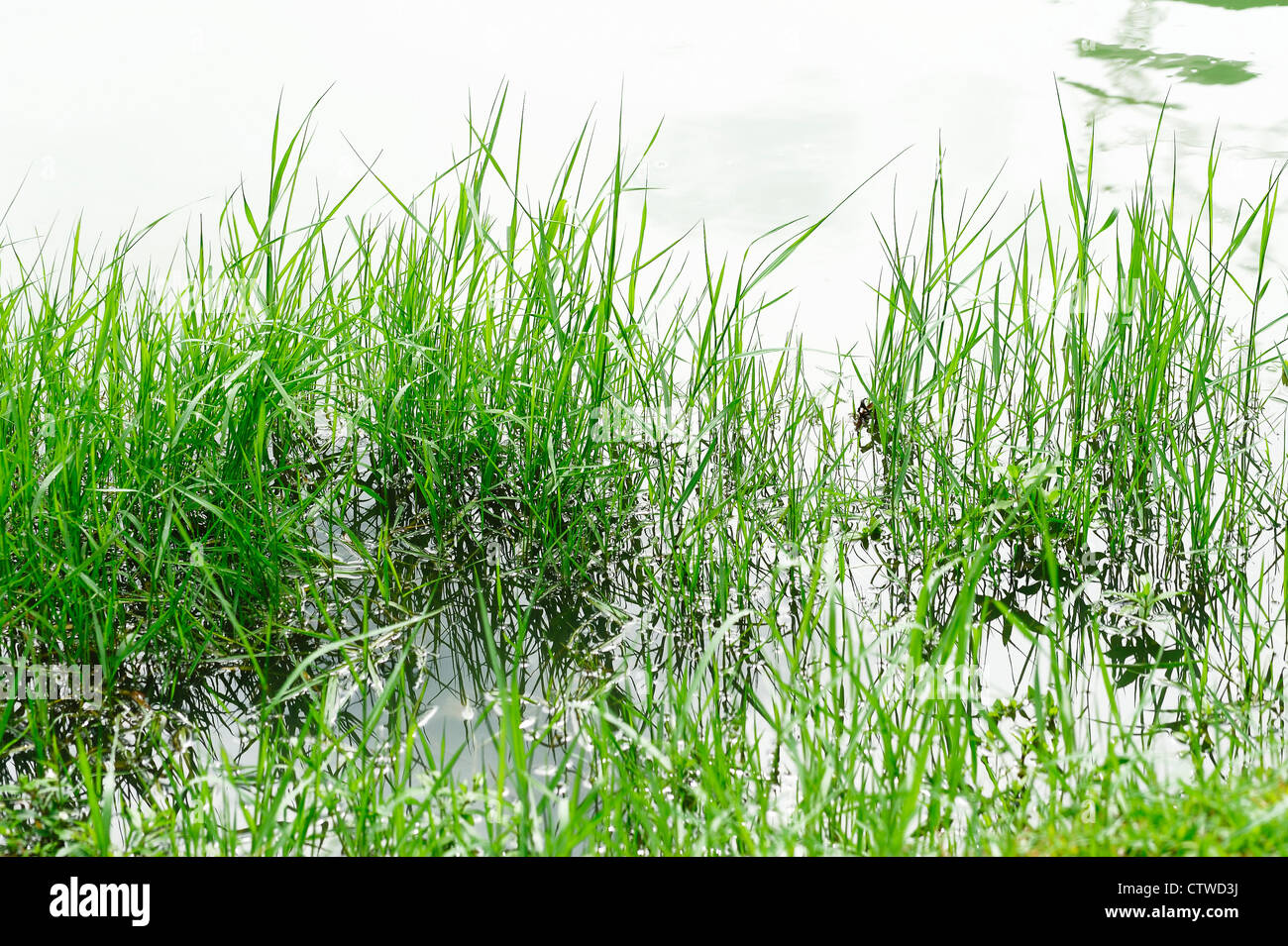 Grass in the water Stock Photo - Alamy