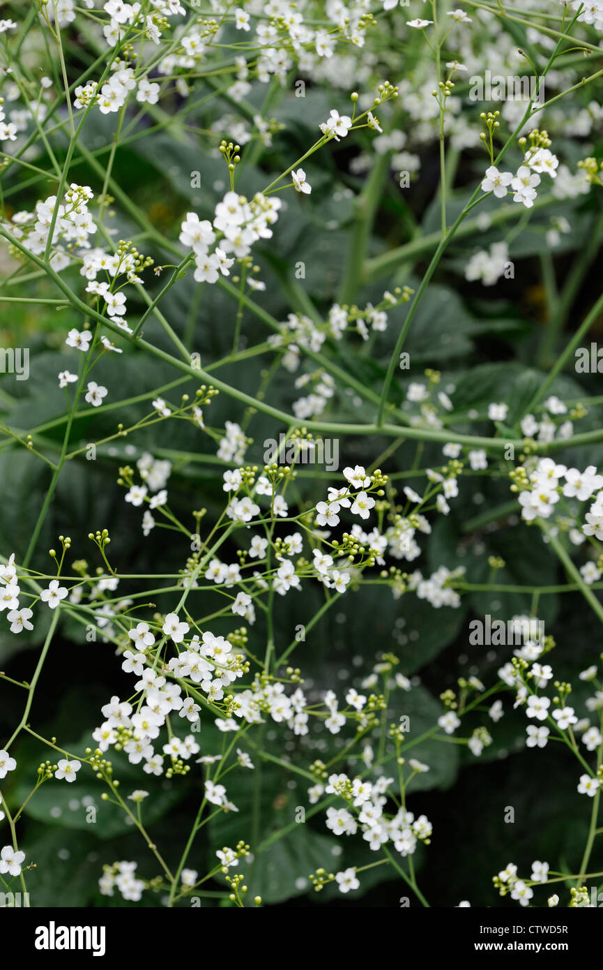 Crambe cordifolia hi-res stock photography and images - Alamy