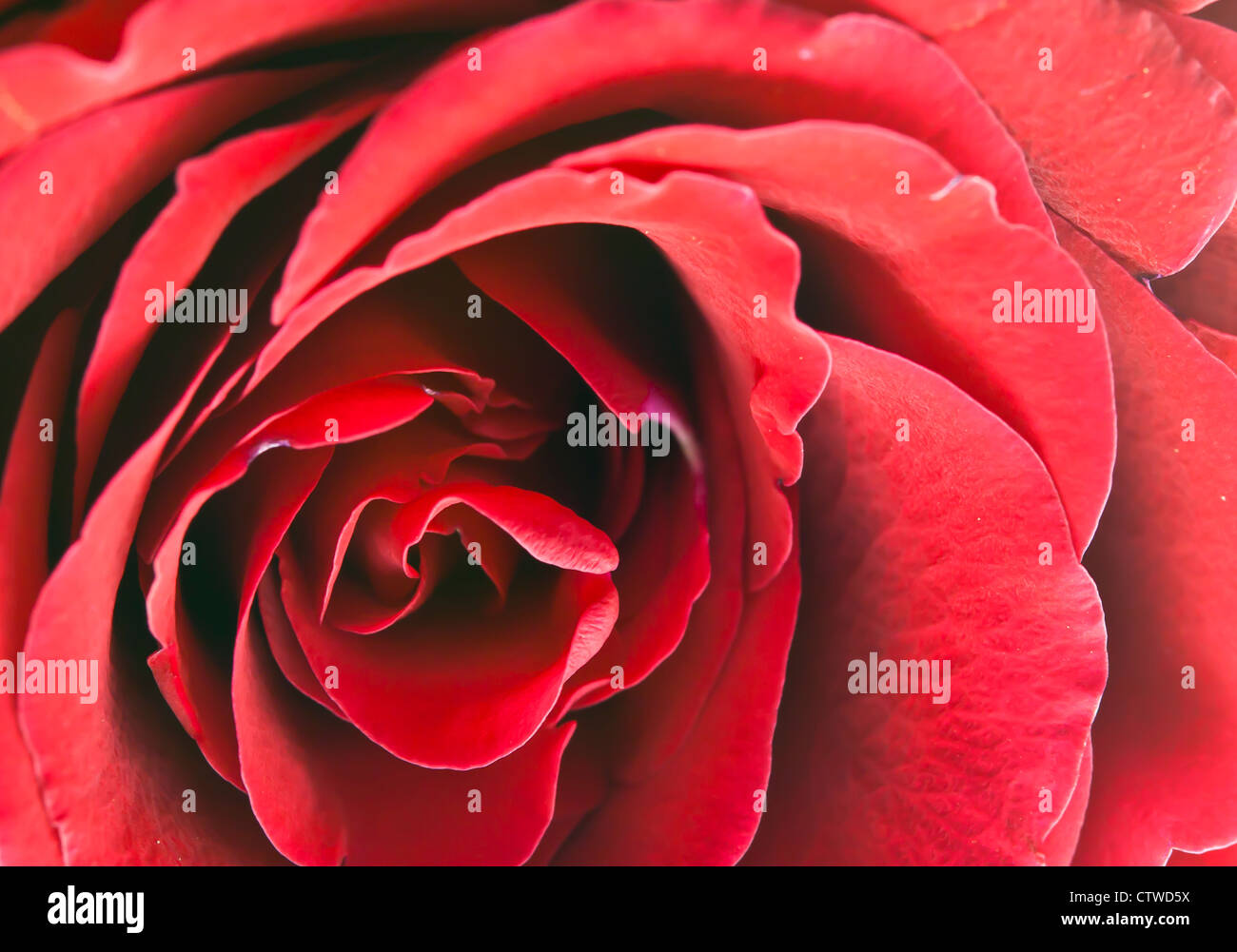 Red Rose Swirls Stock Photo - Alamy