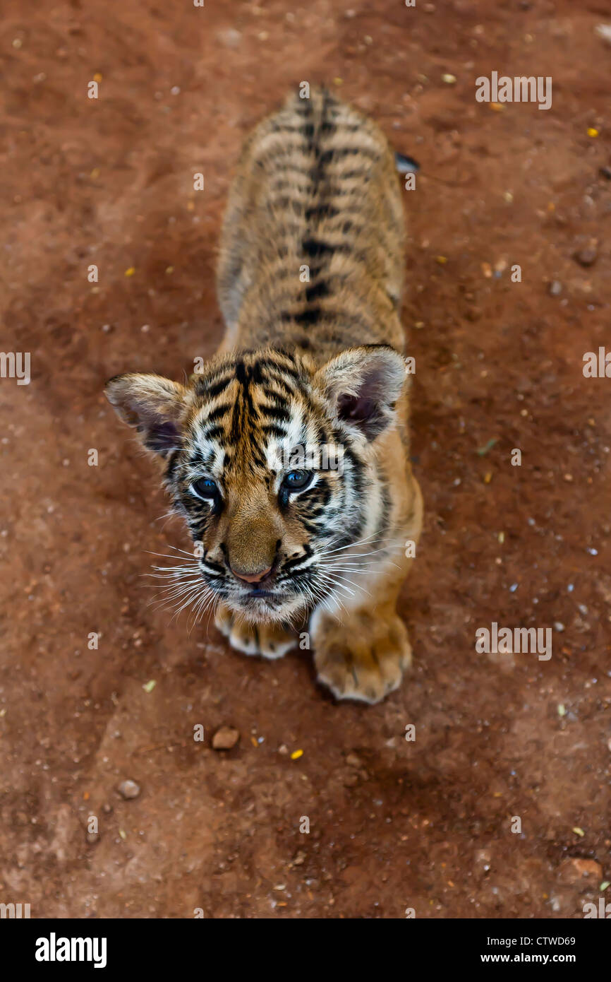 Indochinese tiger cub hi-res stock photography and images - Alamy