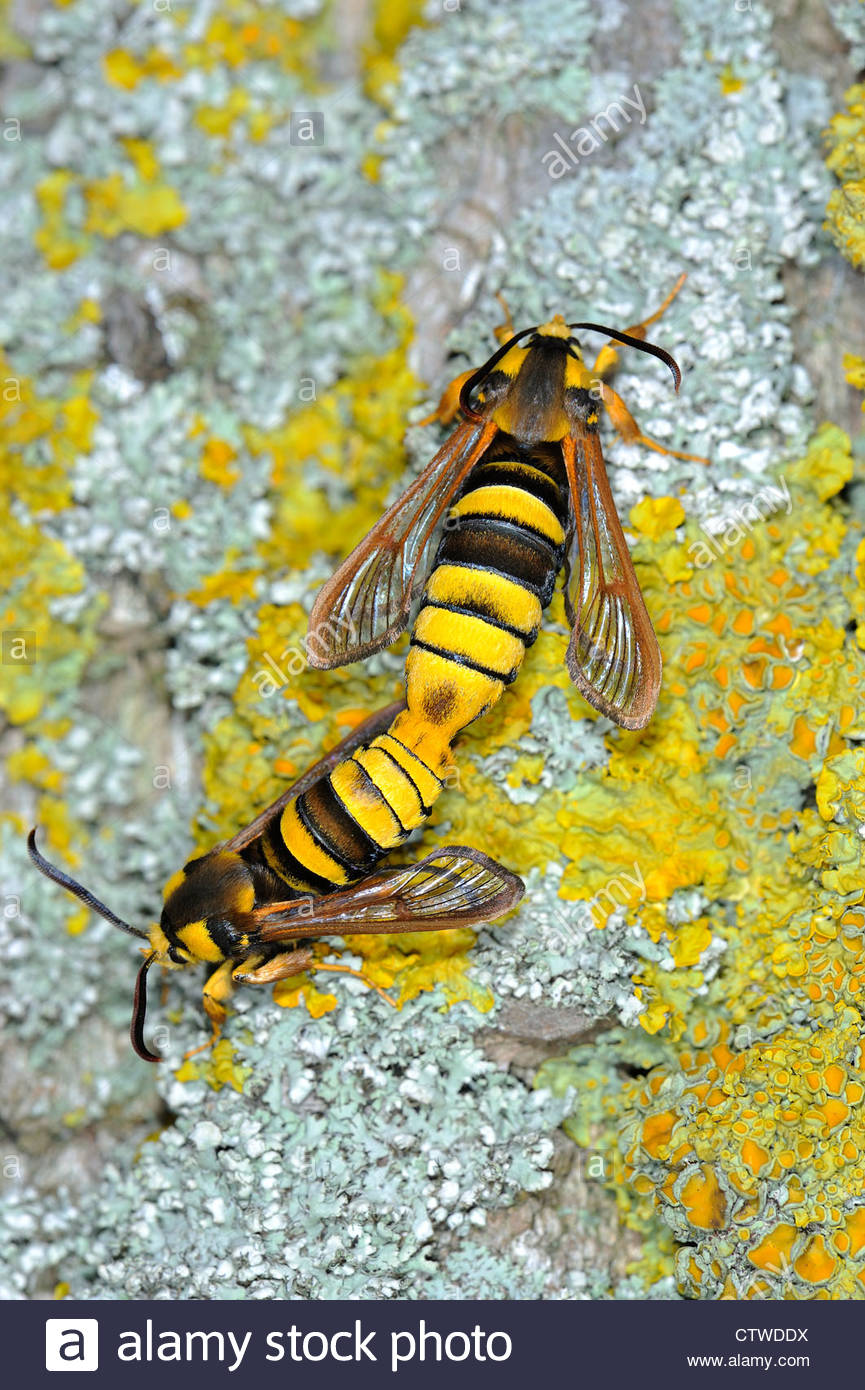 Wasp Mimic Moth High Resolution Stock Photography and Images - Alamy