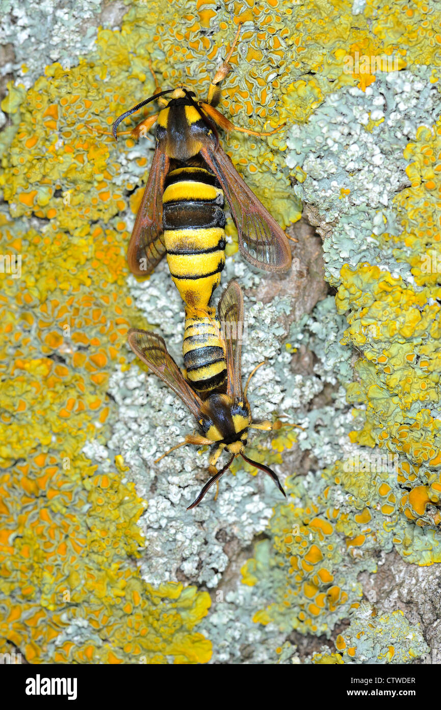 Moth, Hornet clearwings, sesia apiformis, freshly emerged male and ...