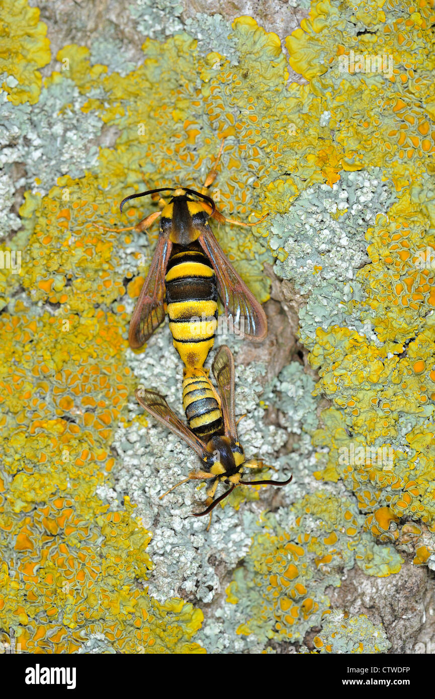 Moth, Hornet clearwings, sesia apiformis, freshly emerged male and ...