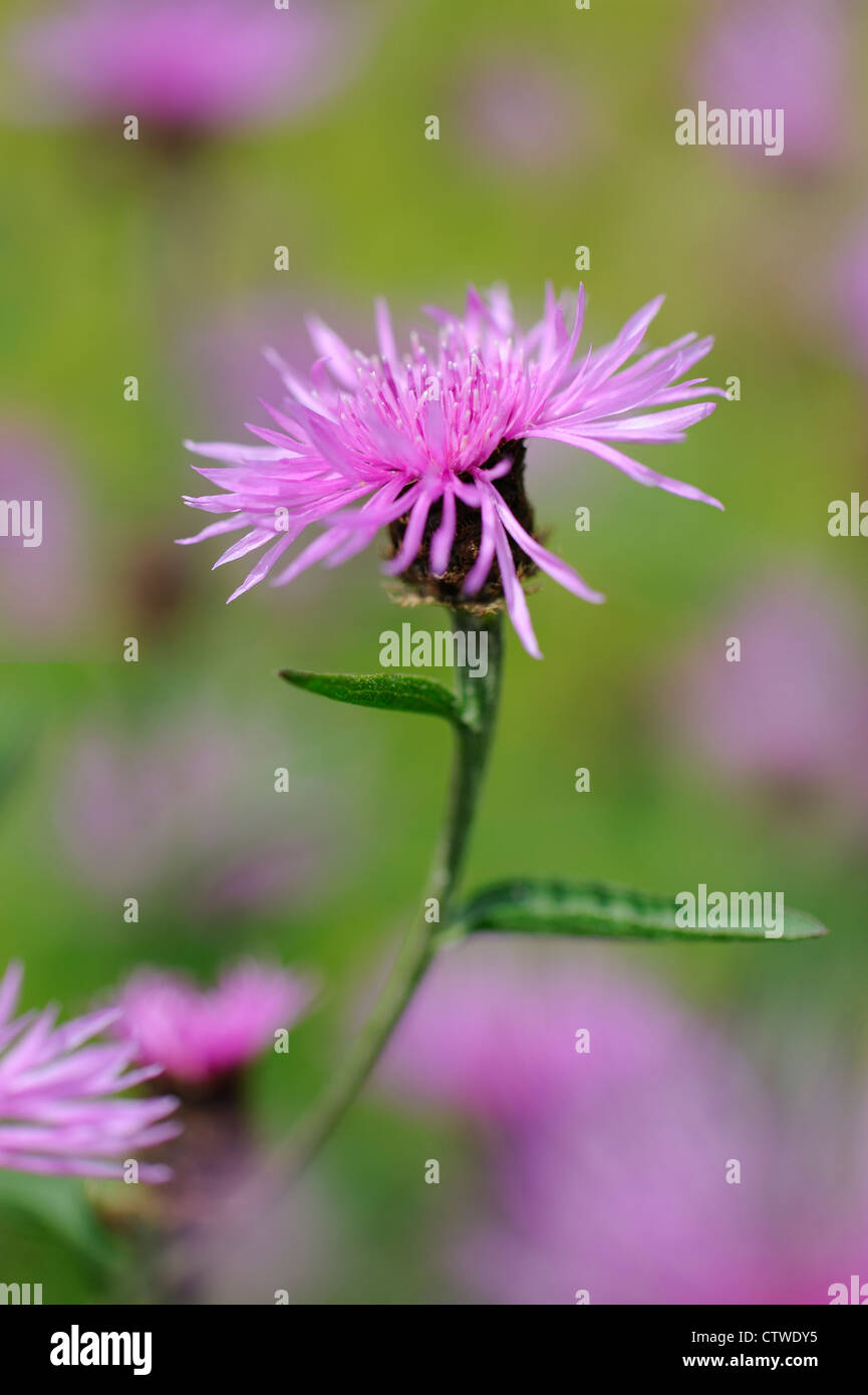 Common knapweed, centaurea nigra Stock Photo - Alamy