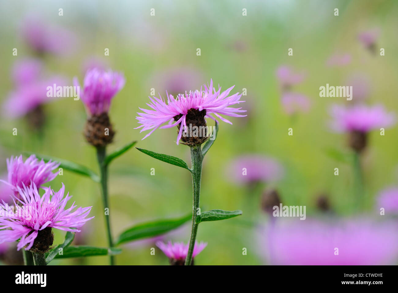 Common knapweed, centaurea nigra Stock Photo - Alamy