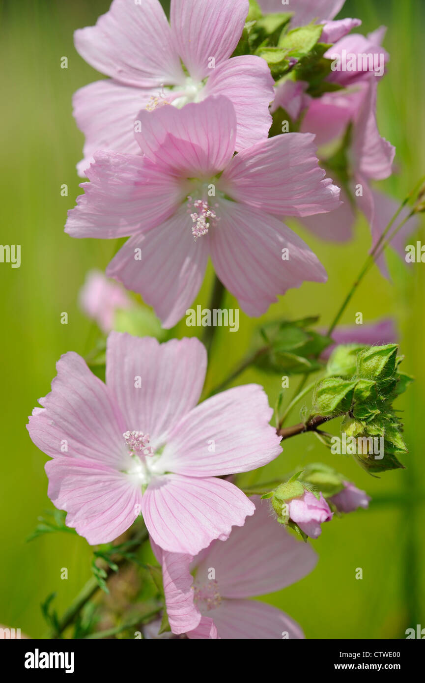Musk mallow, malva moschata Stock Photo - Alamy