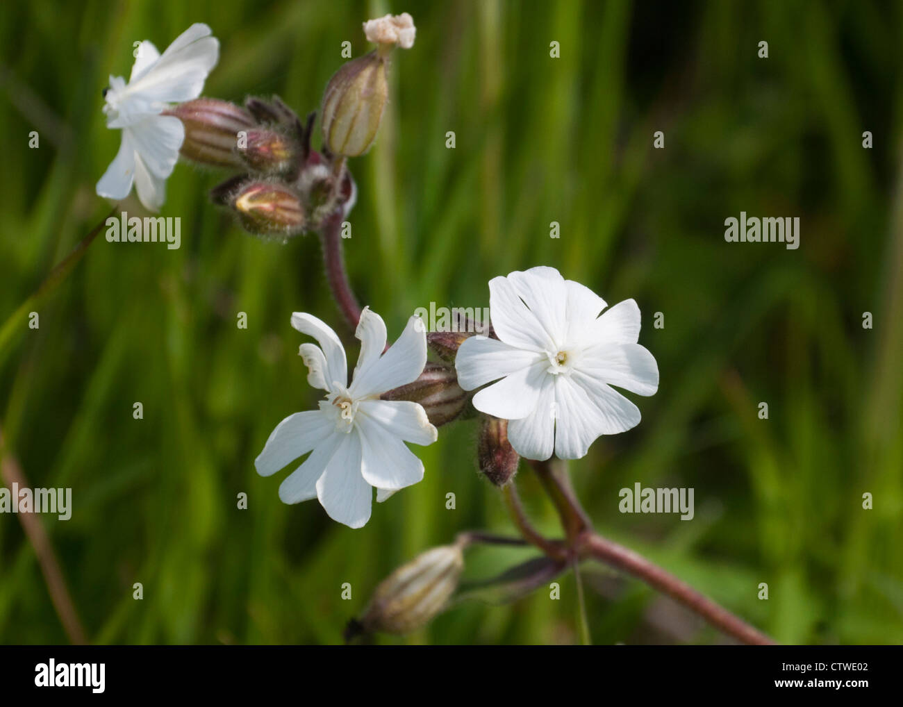 White campion hi-res stock photography and images - Alamy
