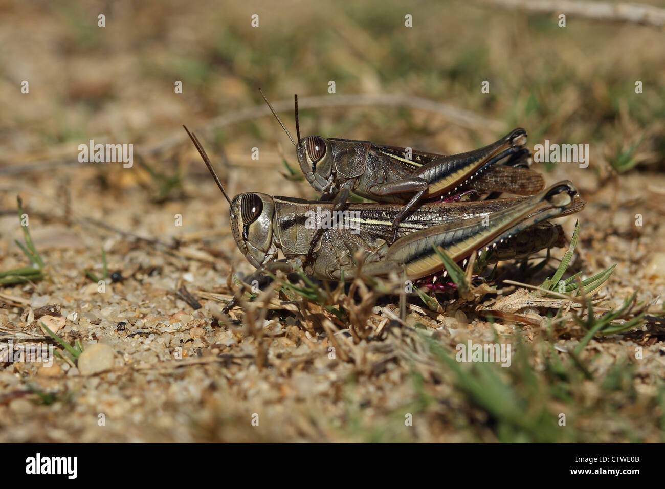 Red winged grasshopper hi-res stock photography and images - Alamy