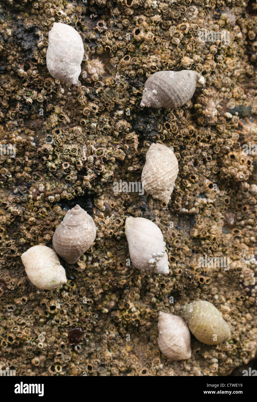 Dog Whelks High Resolution Stock Photography and Images - Alamy