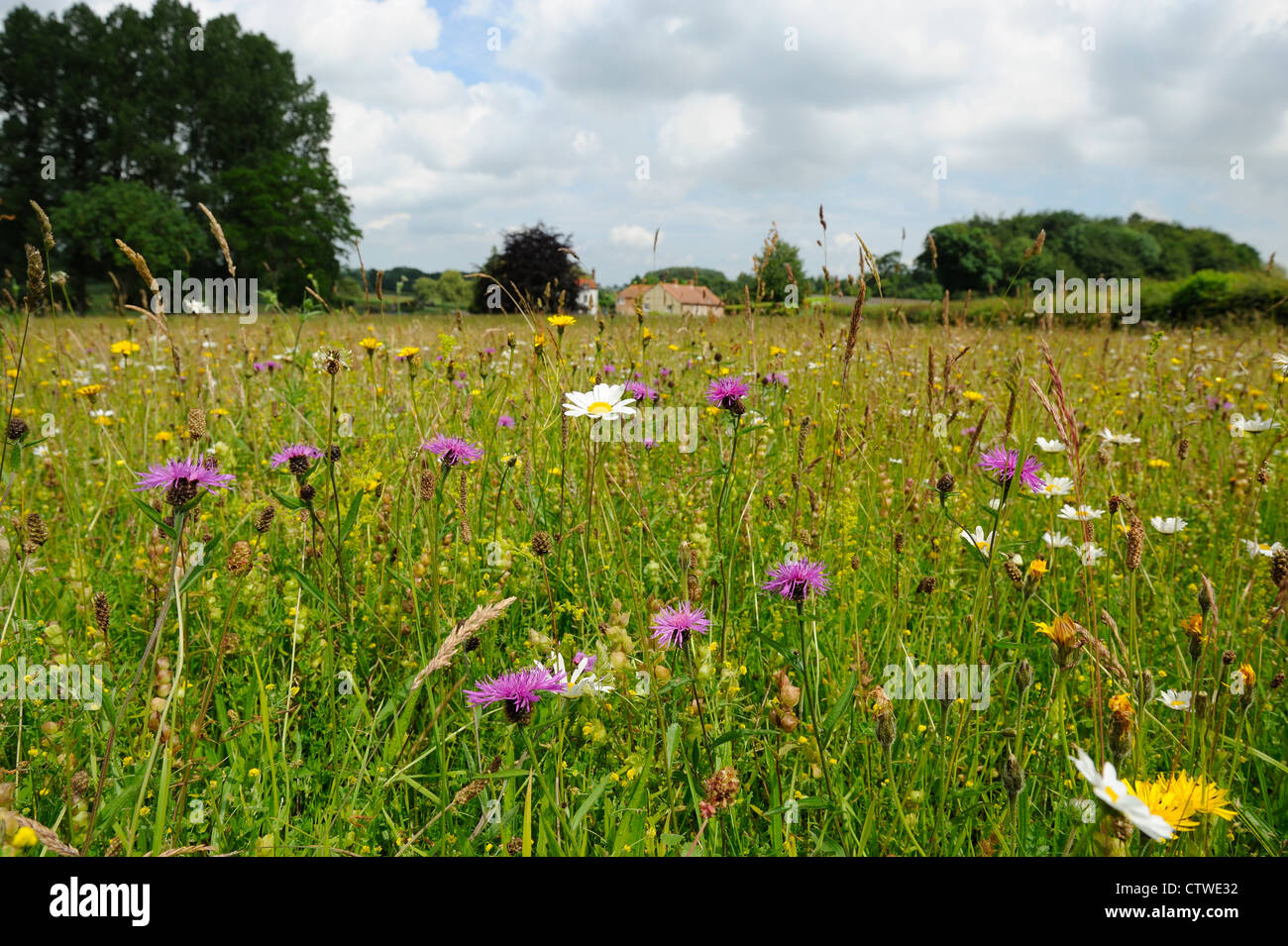 Mixed wildflower meadow, with yellow rattle , common knapweed, oxeye ...