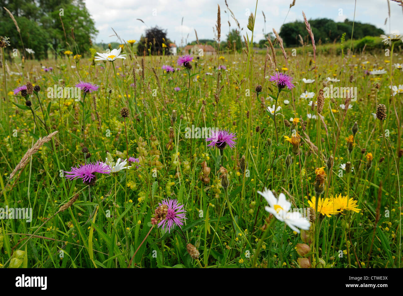 Mixed wildflower meadow, with yellow rattle , common knapweed, oxeye ...