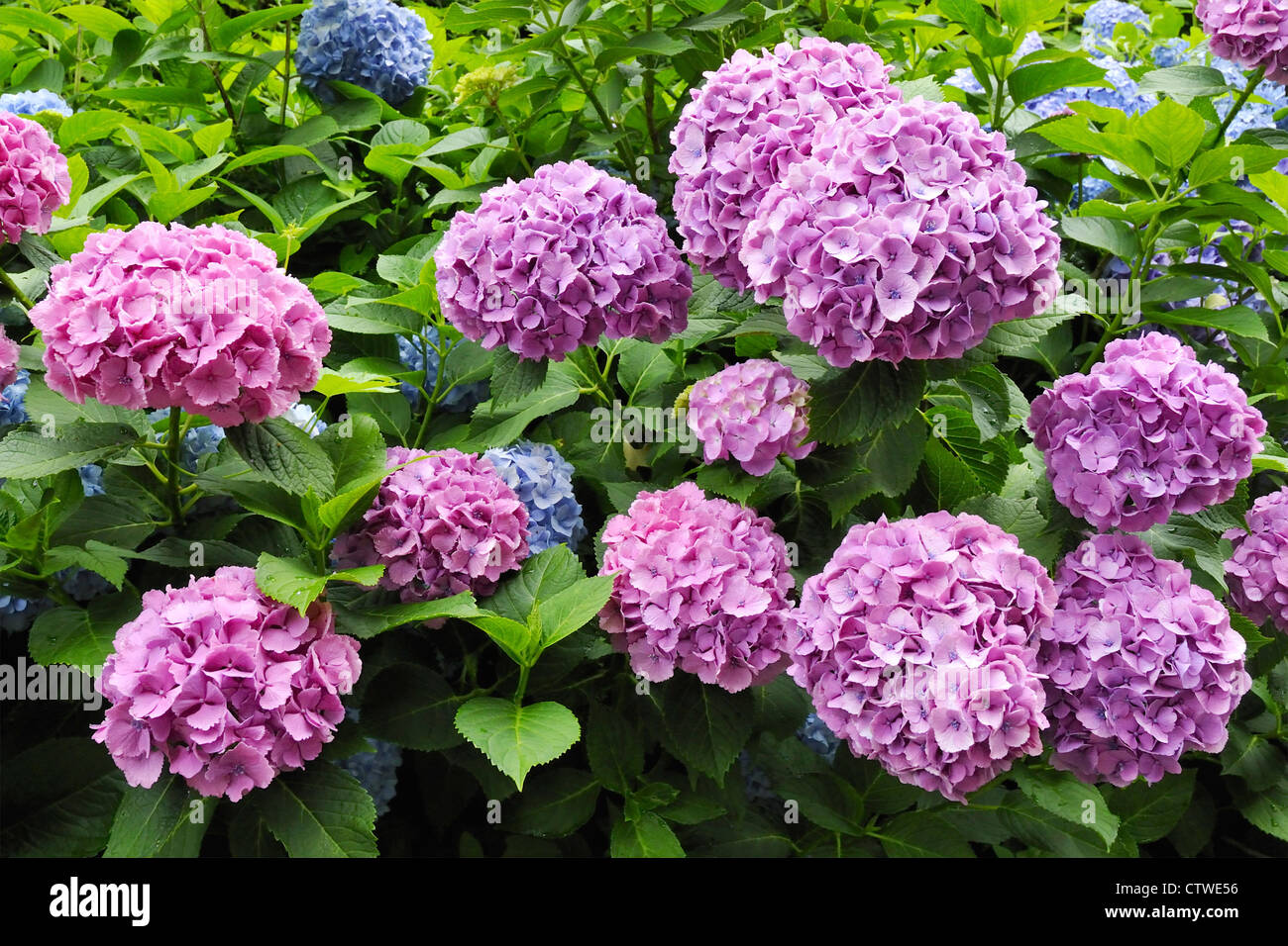 many fresh blossom hydrangea flowers Stock Photo - Alamy