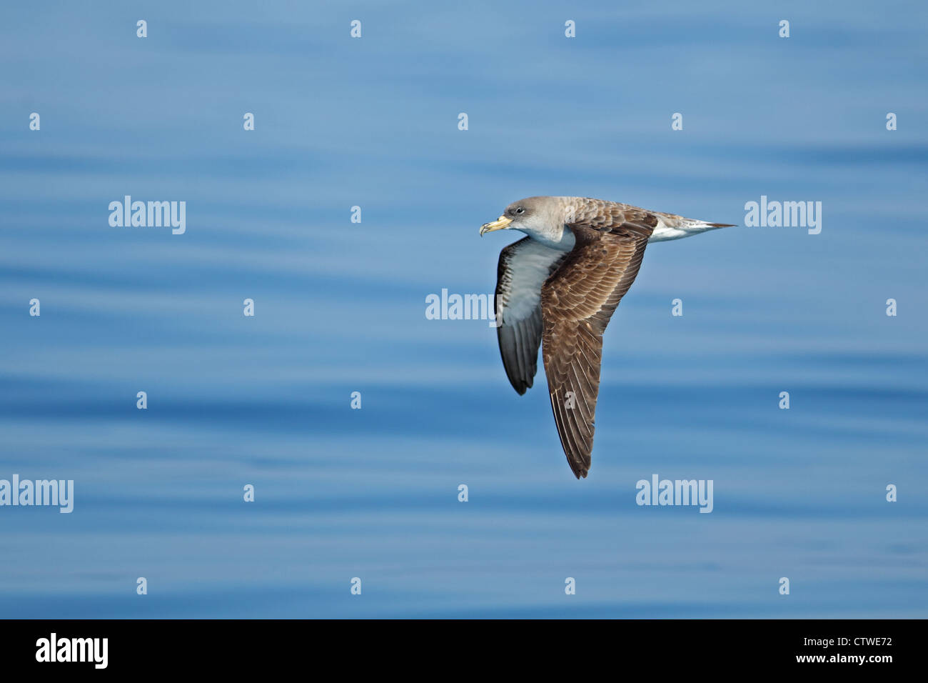 Cory’s Shearwater (Calonectris diomedea borealis Stock Photo - Alamy