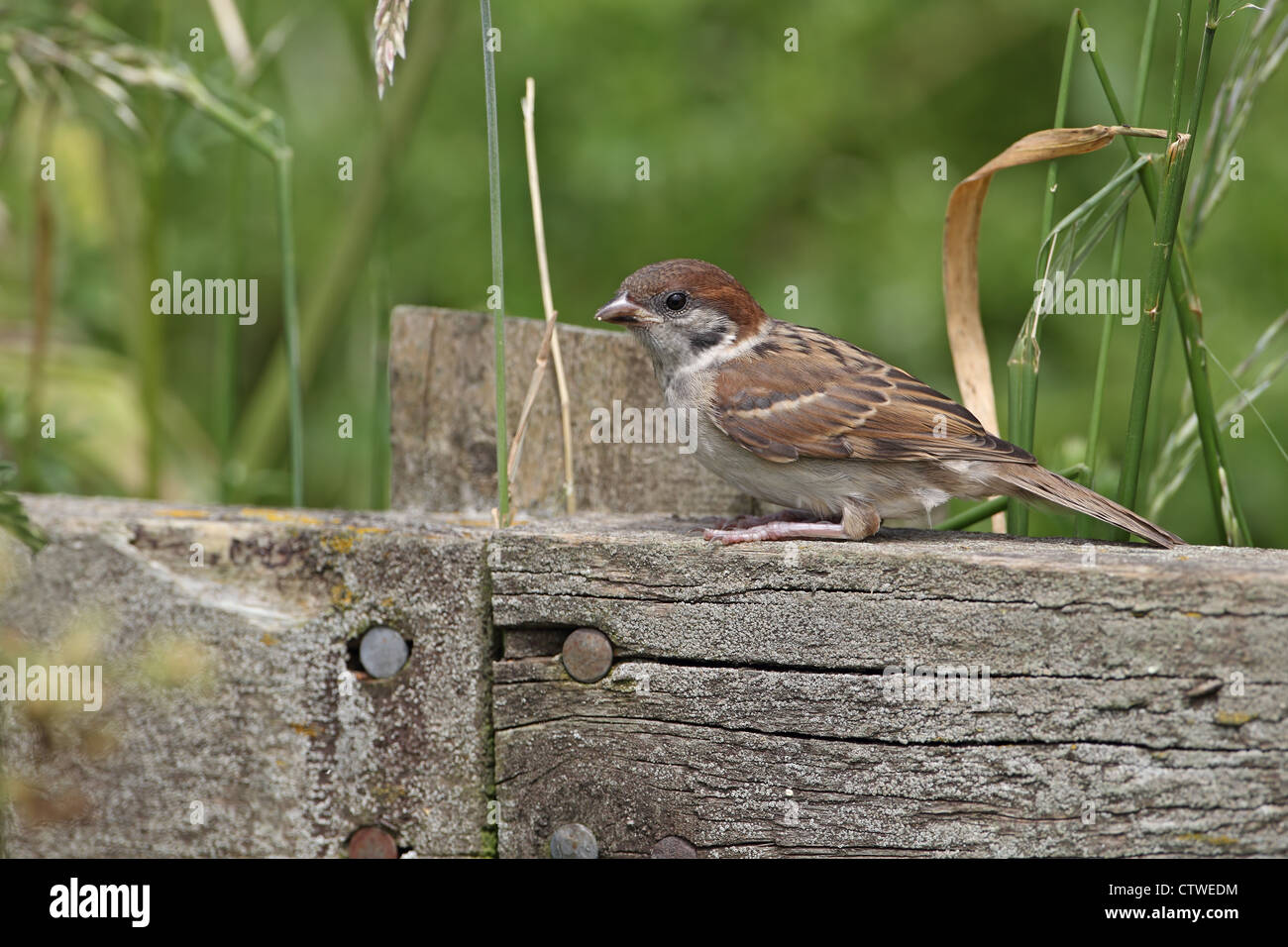 Tree sparrows uk hi-res stock photography and images - Alamy