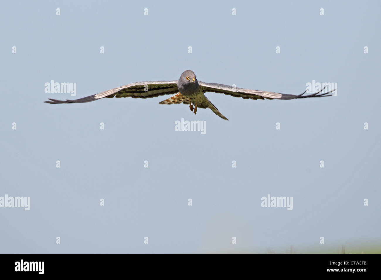 Montagu's Harrier (Circus pygargus Stock Photo - Alamy