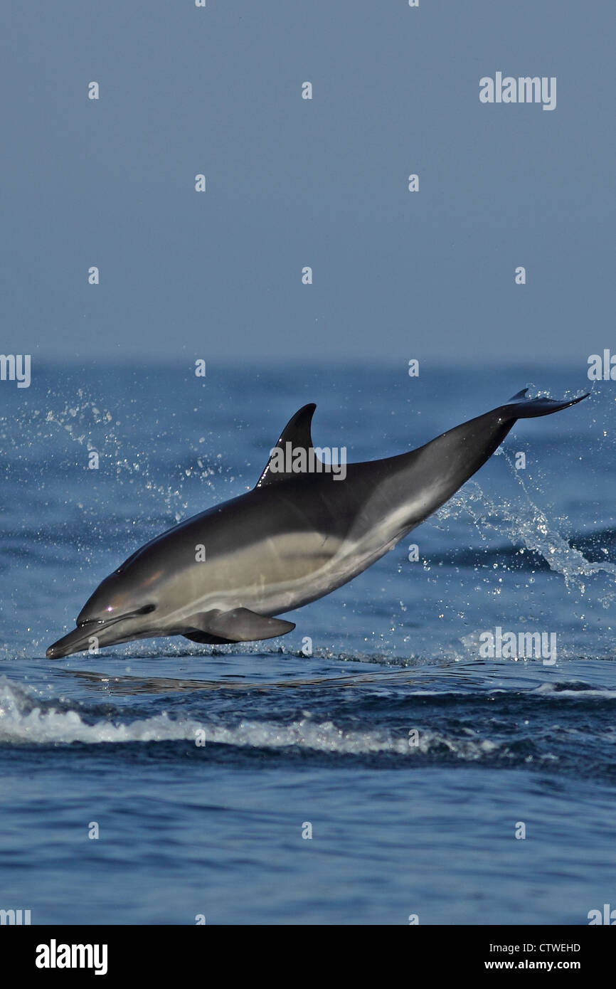 Delphinus delphis hi-res stock photography and images - Alamy