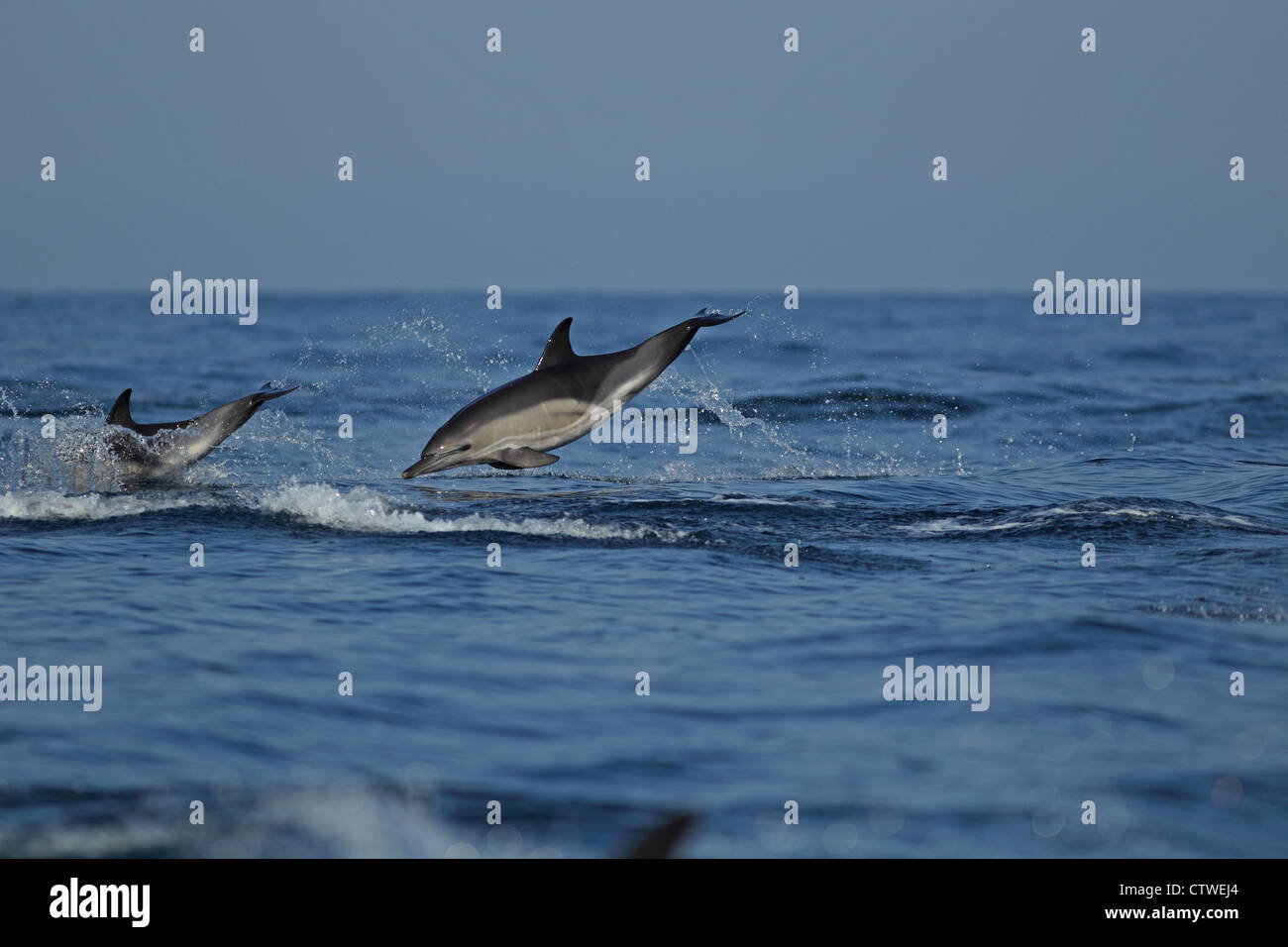 Common Dolphin (Delphinus delphis Stock Photo - Alamy