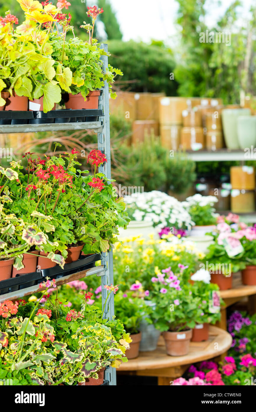 Garden center green house with full range colorful potted flowers Stock ...