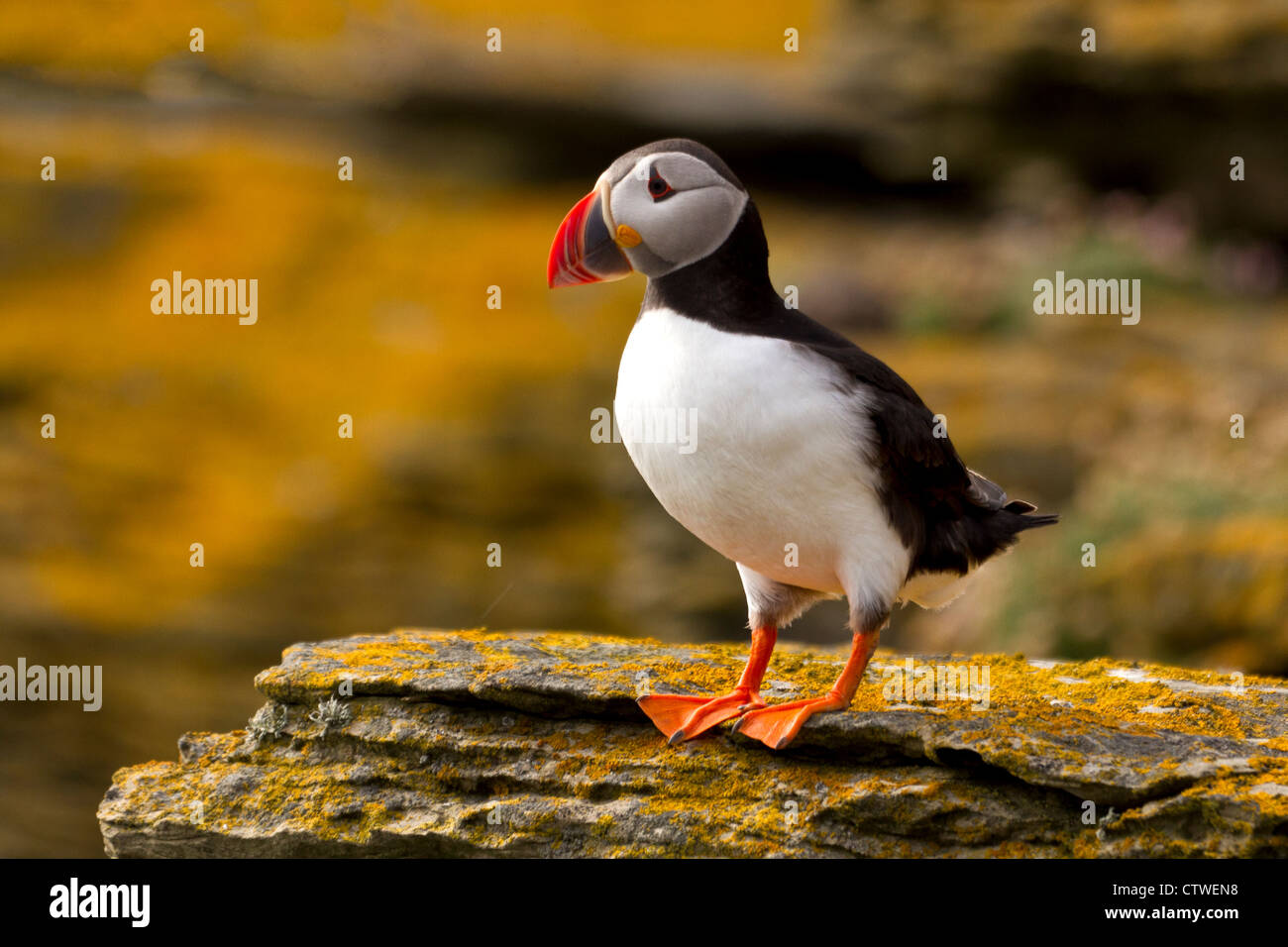 Puffins orkney hi-res stock photography and images - Alamy