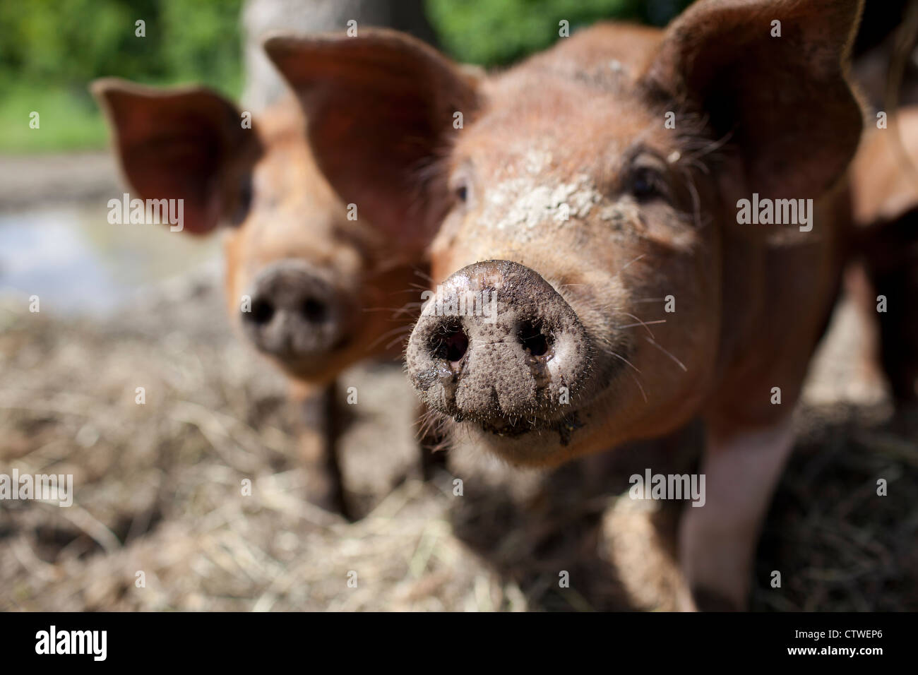 A four month old pig hi-res stock photography and images - Alamy