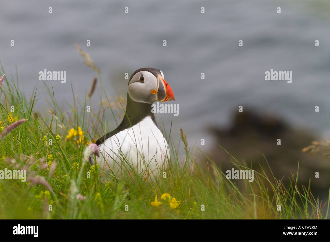 Puffin in landscape hi-res stock photography and images - Alamy