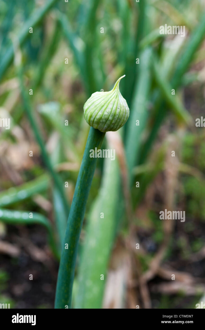 Onion seed hi-res stock photography and images - Alamy