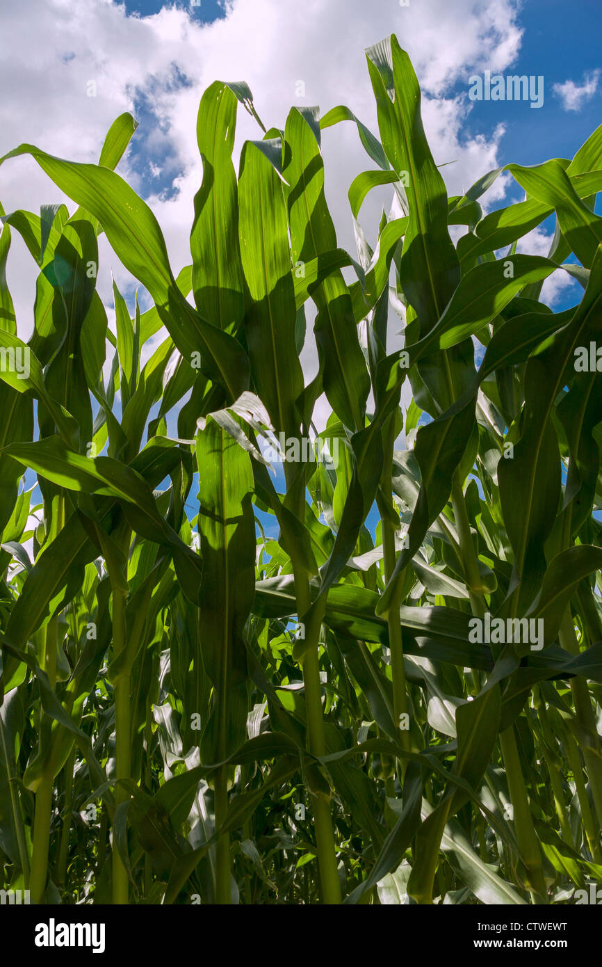 Cornfield maze hi-res stock photography and images - Alamy
