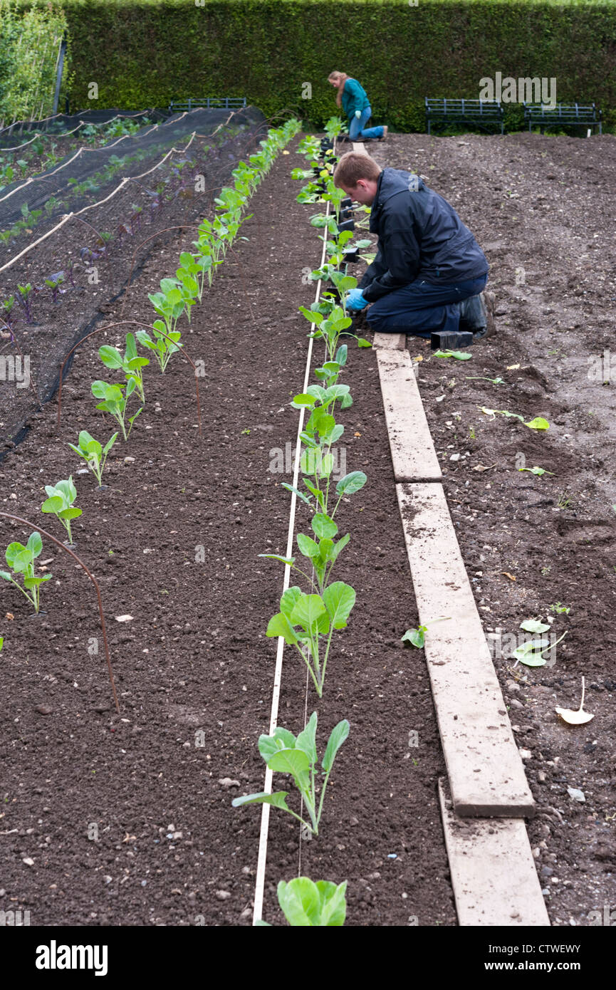 People planting cabbage plants at Lost Gardens of Heligan Cornwall UK ...
