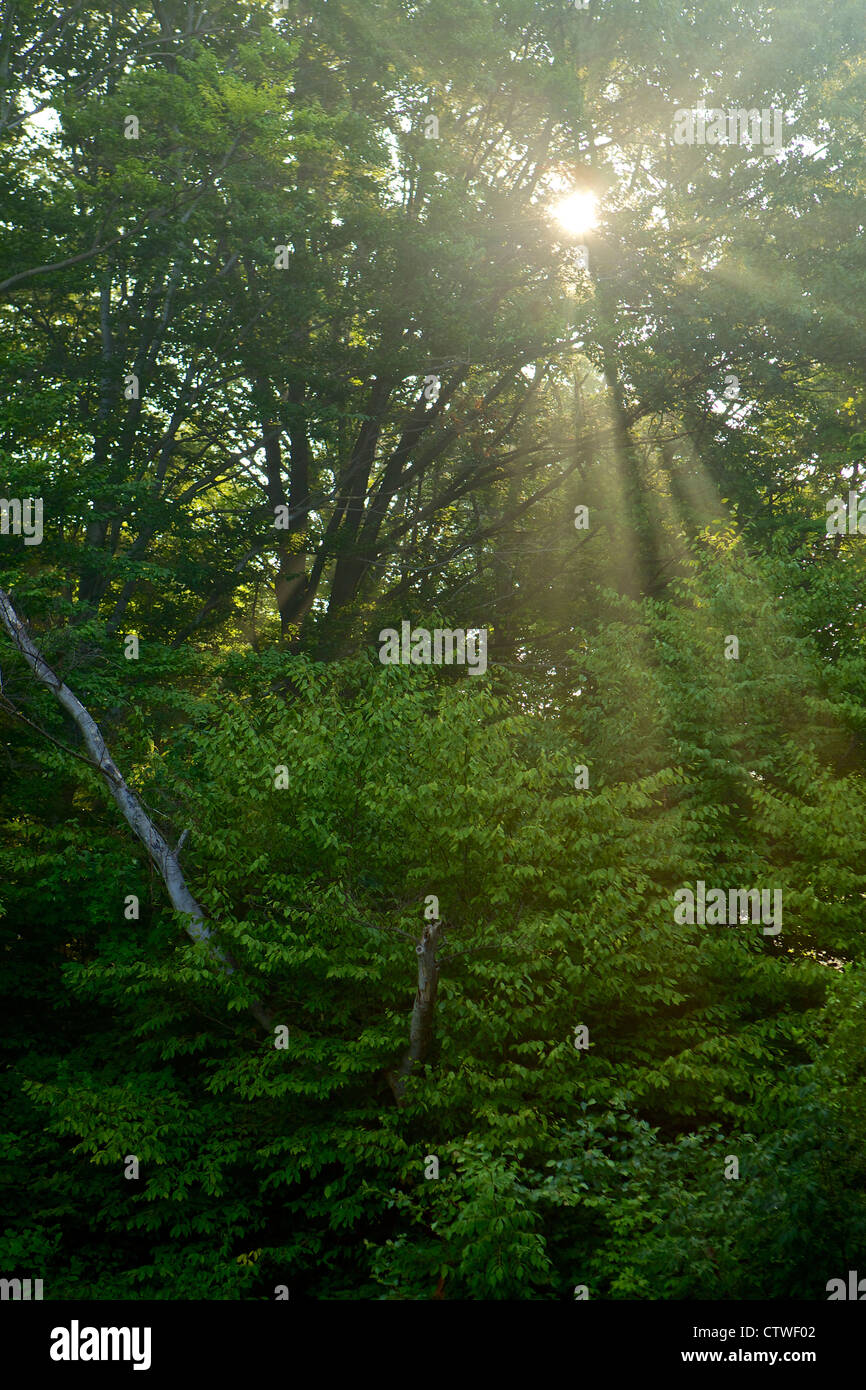 Sunlight streaming through trees in a wooded area Stock Photo - Alamy