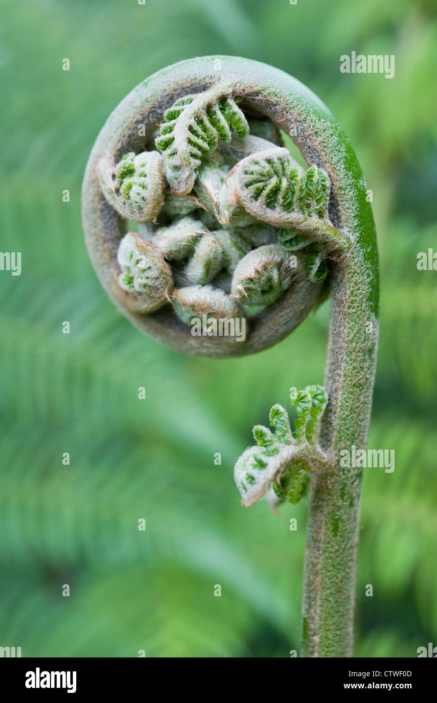 Pteridophytes Plants