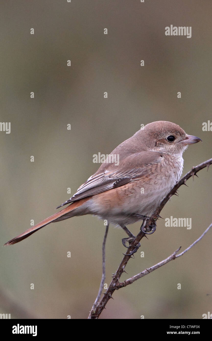 Isabelline Shrike (Lanius isabellinus Stock Photo - Alamy